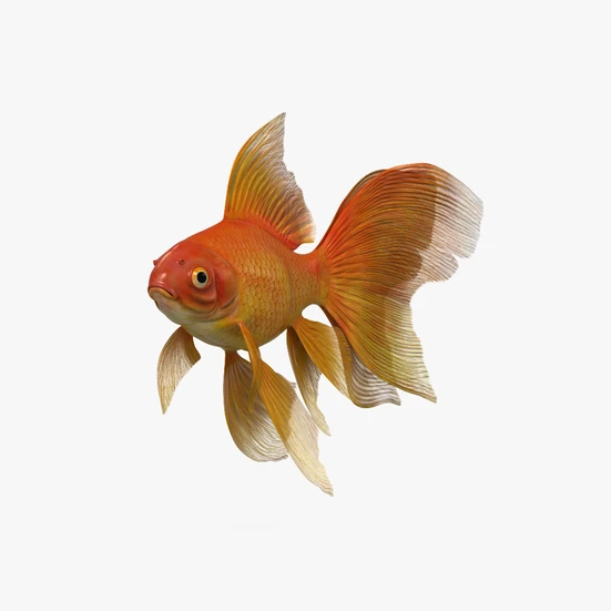 Fish 3D Models for Download - 3DModels.org