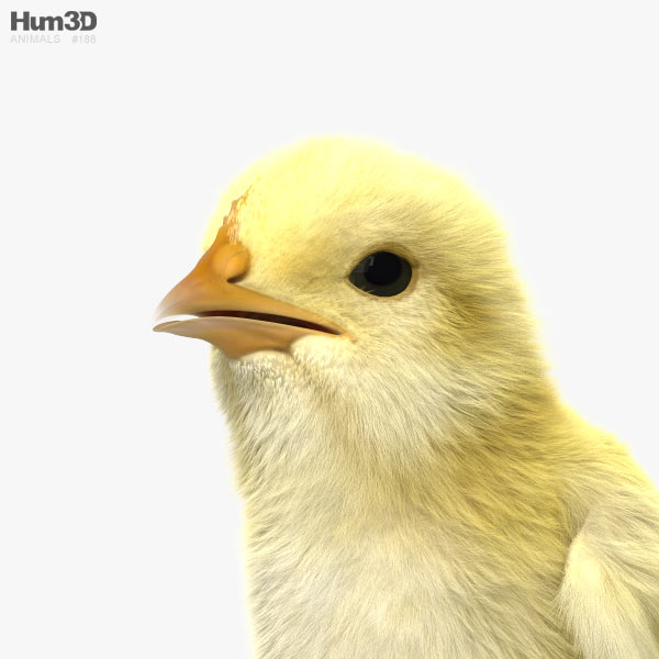 Animated Chick 3D model - Download Birds on 3DModels.org