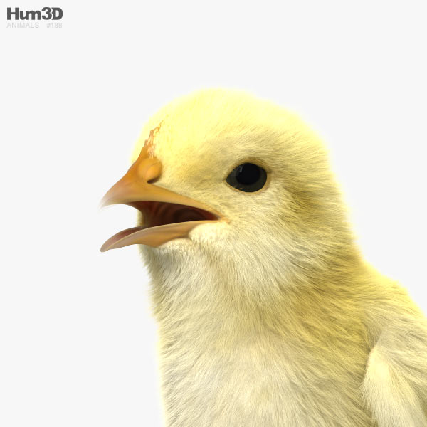 Animated Chick 3D model - Download Birds on 3DModels.org
