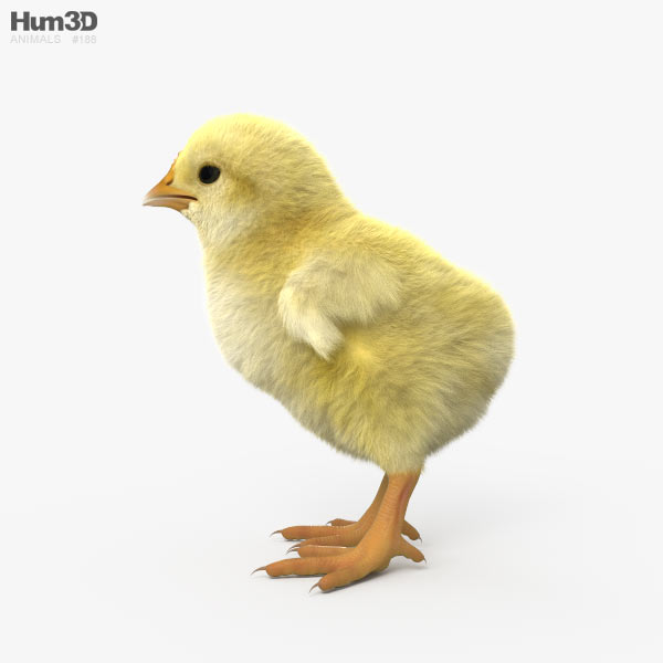 Animated Chick 3D model - Download Birds on 3DModels.org