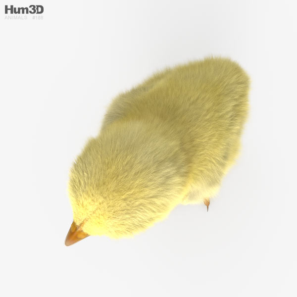 Animated Chick 3D model - Download Birds on 3DModels.org
