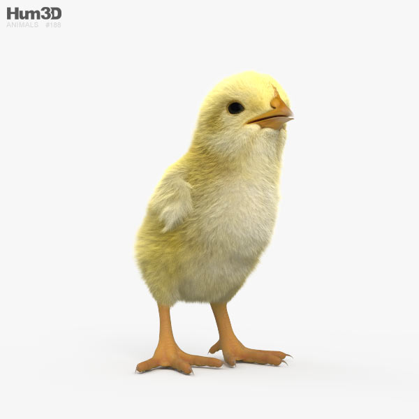 Animated Chick 3D model - Download Birds on 3DModels.org