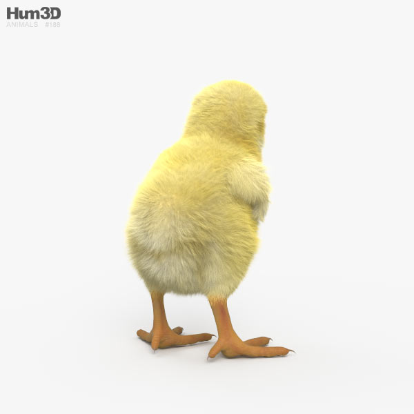 Animated Chick 3D model - Download Birds on 3DModels.org