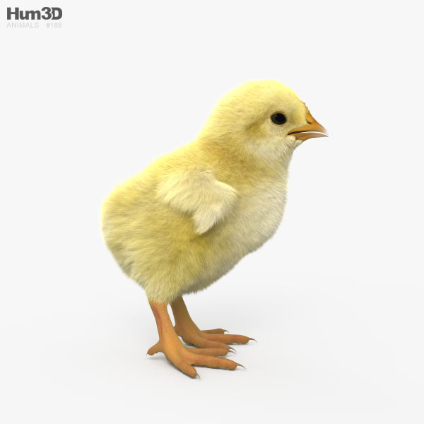 Animated Chick 3D model - Download Birds on 3DModels.org