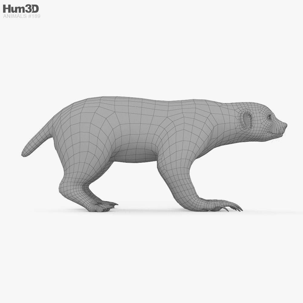 Animated Honey Badger 3D model - Download Mammals on 3DModels.org