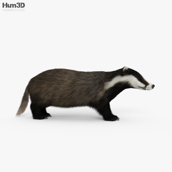 Animated Badger 3D model - Download Mammals on 3DModels.org