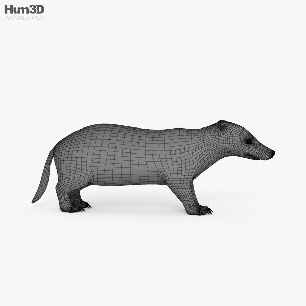 Animated Badger 3D model - Download Mammals on 3DModels.org