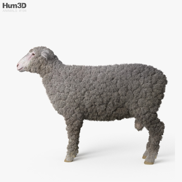 Animated Sheep 3D model - Download Mammals on 3DModels.org