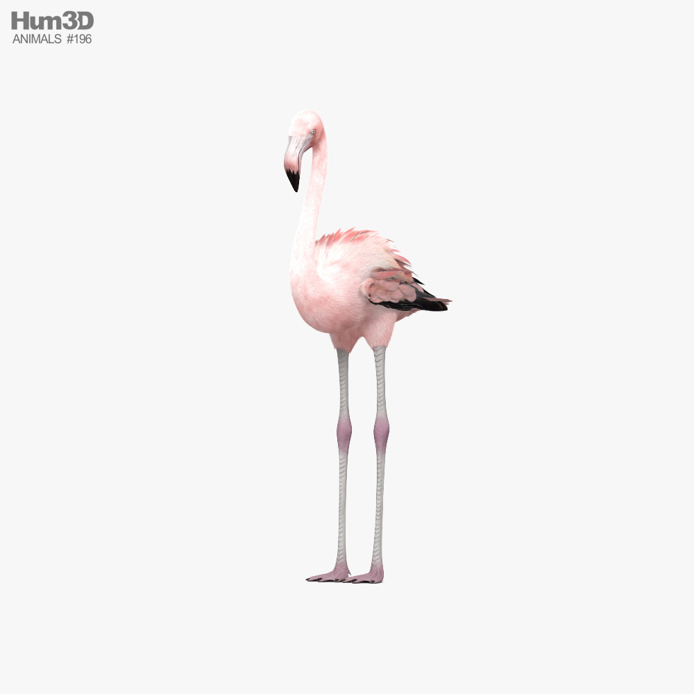 Animated Flamingo 3D model - Download Birds on 3DModels.org