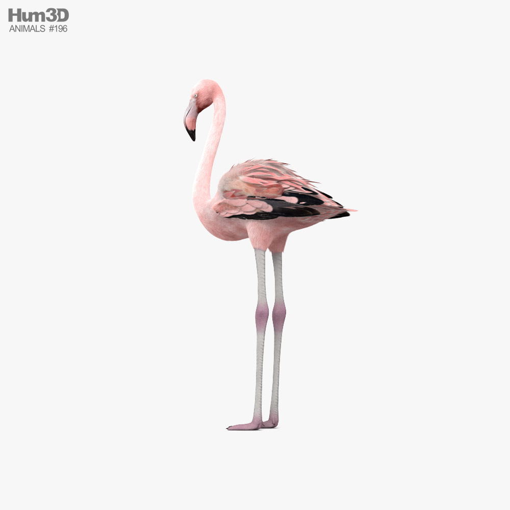 Animated Flamingo 3D model - Download Birds on 3DModels.org
