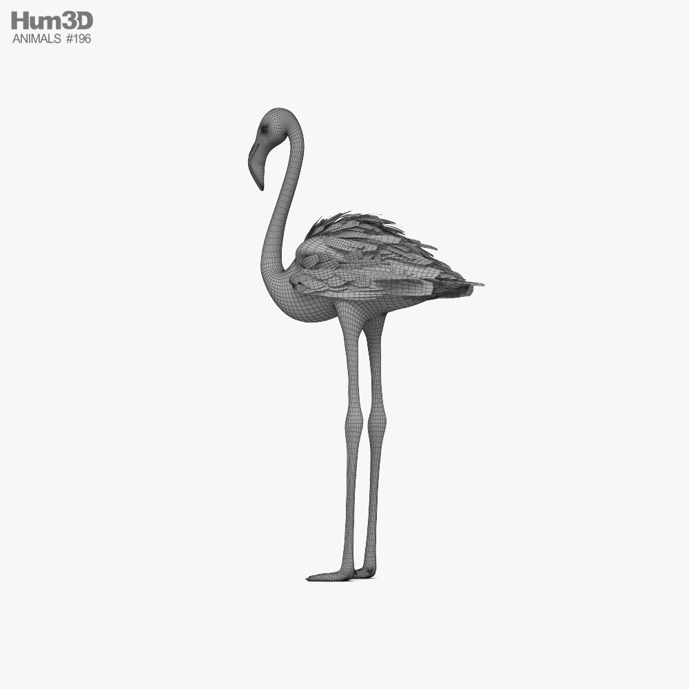 Animated Flamingo 3D model - Download Birds on 3DModels.org