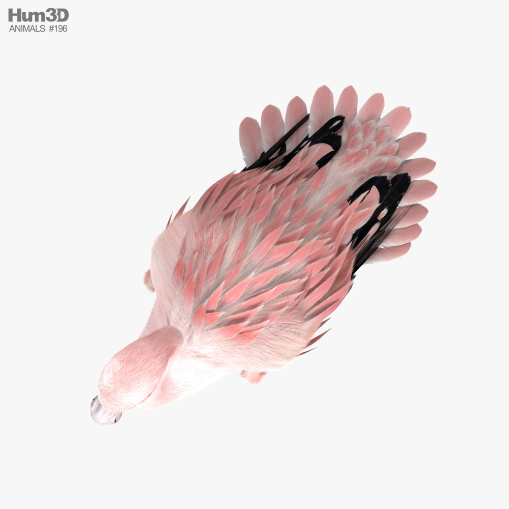 Animated Flamingo 3D model - Download Birds on 3DModels.org