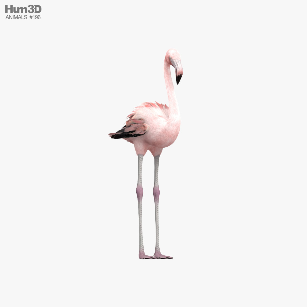 Animated Flamingo 3D model - Download Birds on 3DModels.org