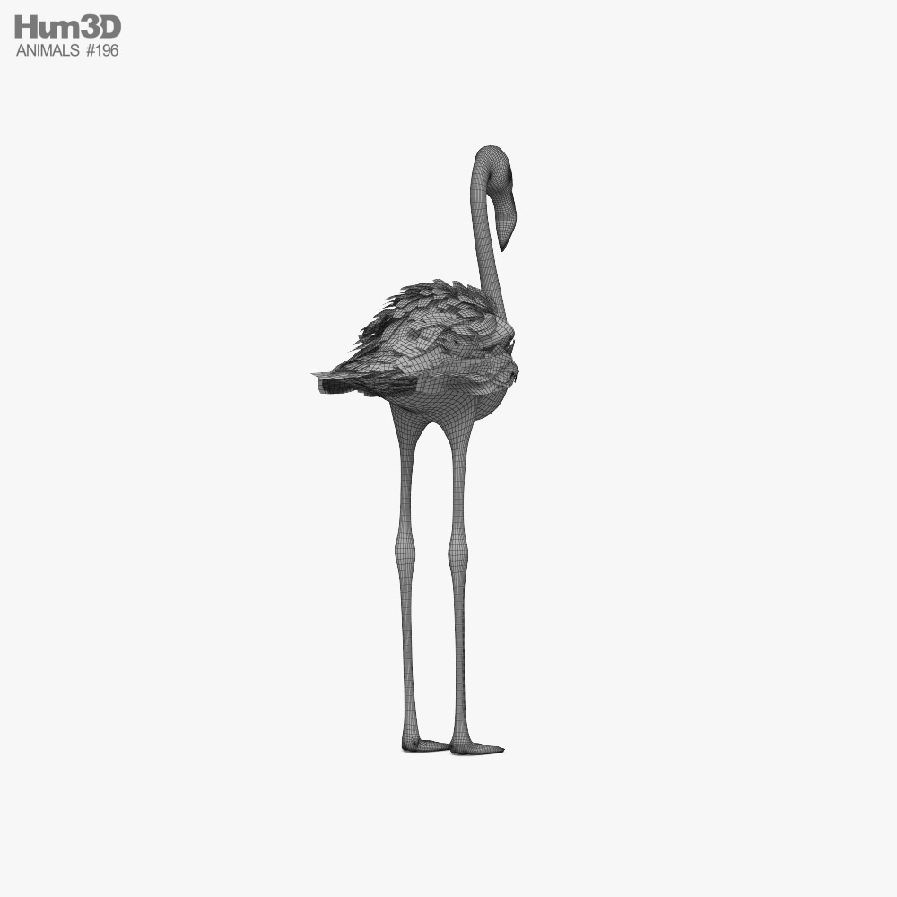 Animated Flamingo 3D model - Download Birds on 3DModels.org