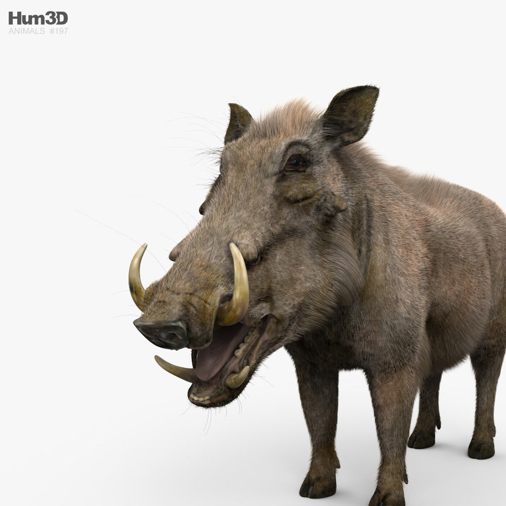 Animated Warthog 3D model - Download Mammals on 3DModels.org