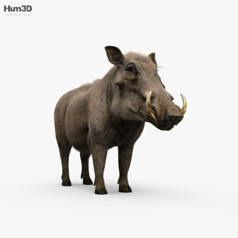 Animated Warthog 3D model - Download Mammals on 3DModels.org