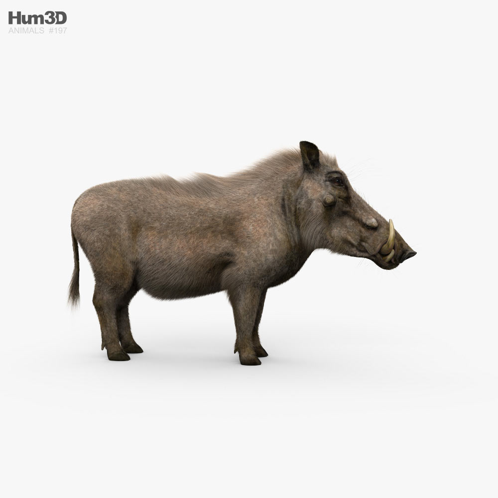 Animated Warthog 3D model - Download Mammals on 3DModels.org