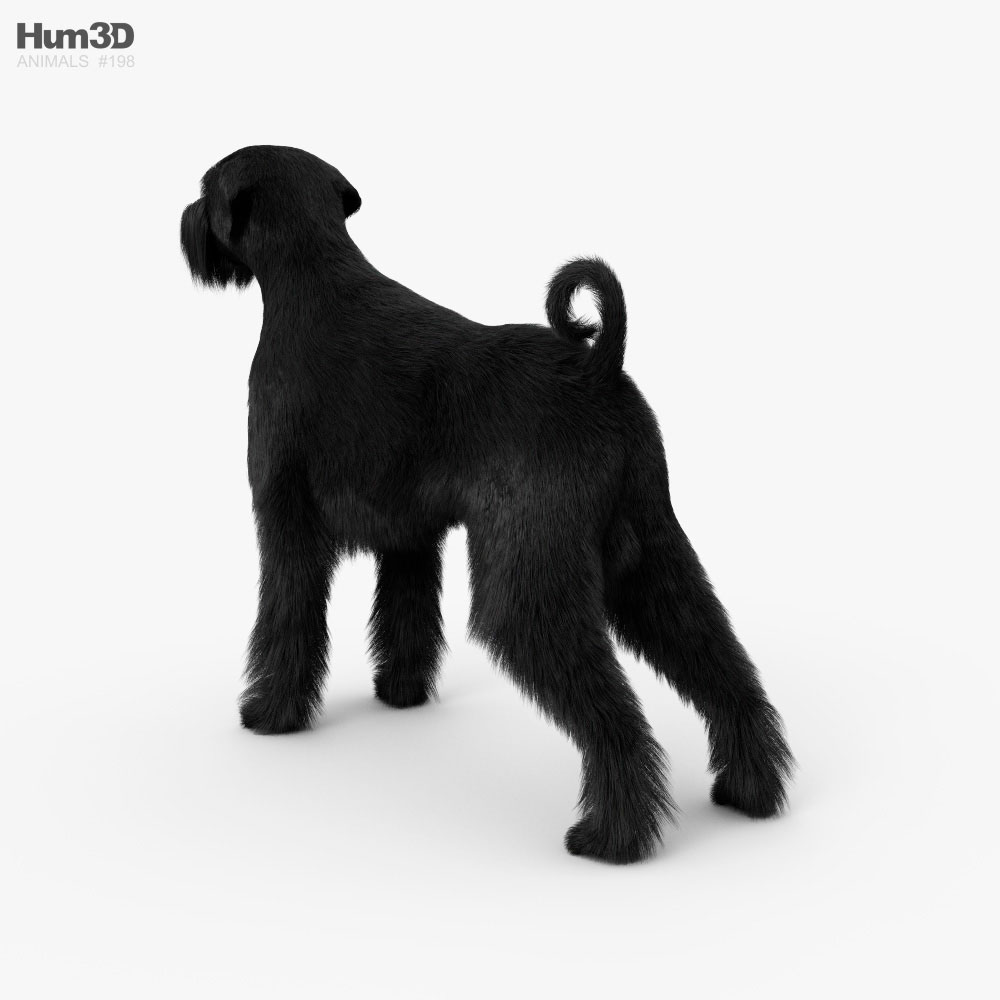 Animated Schnauzer 3D model - Download Mammals on 3DModels.org