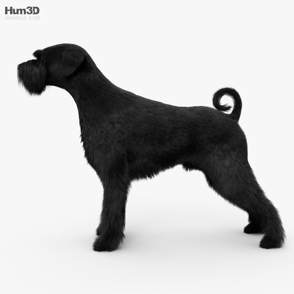 Animated Schnauzer 3D model - Download Mammals on 3DModels.org