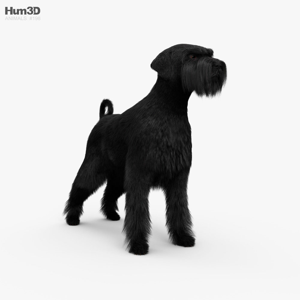 Animated Schnauzer 3D model - Download Mammals on 3DModels.org