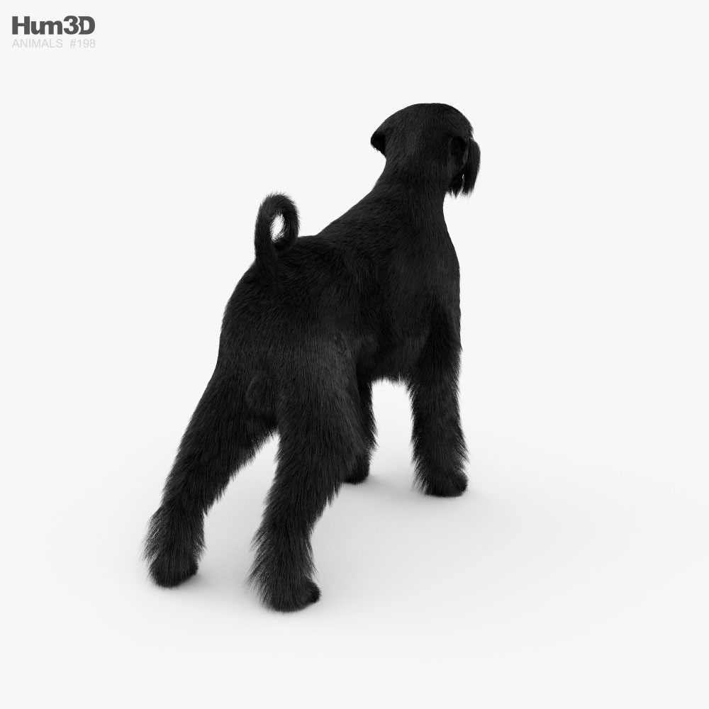 Animated Schnauzer 3D model - Download Mammals on 3DModels.org