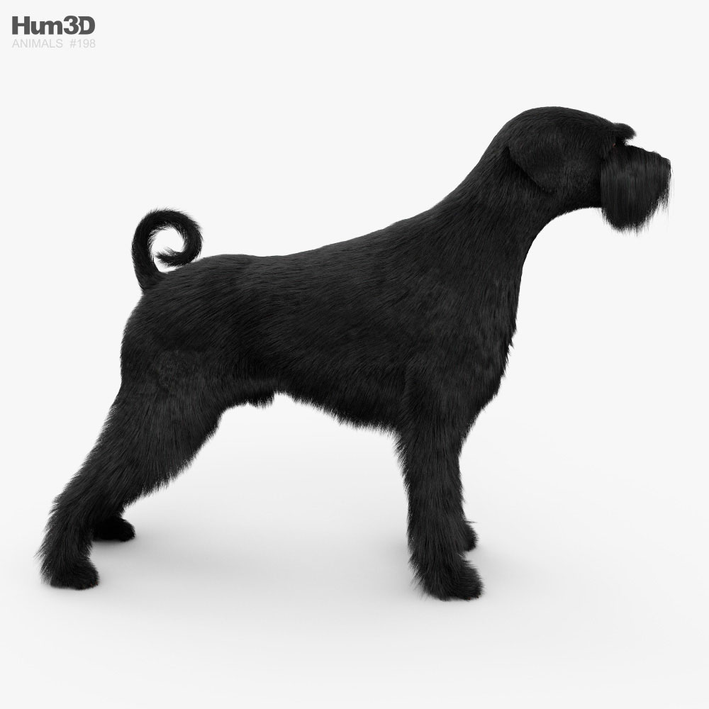 Animated Schnauzer 3D model - Download Mammals on 3DModels.org