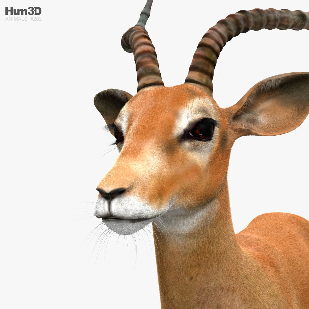 Impala 3D model - Download Mammals on 3DModels.org
