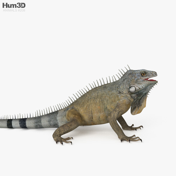 Animated Iguana 3D model - Download Reptile on 3DModels.org