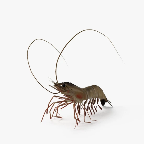 Sea animals 3D Models Download - 3DModels.org