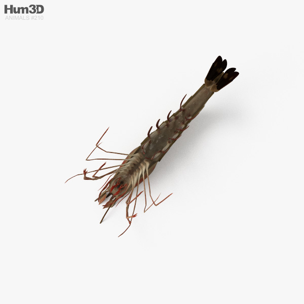 Animated Shrimp 3D model - Download Arthropod on 3DModels.org