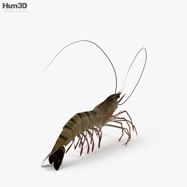 Animated Shrimp 3D model - Download Arthropod on 3DModels.org