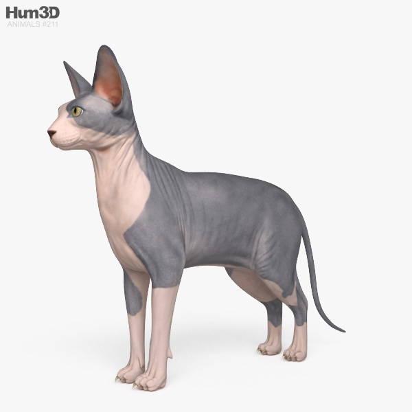 Animated Sphynx Cat 3D model - Download Mammals on 3DModels.org