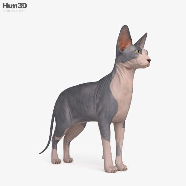 Animated Sphynx Cat 3D model - Download Mammals on 3DModels.org
