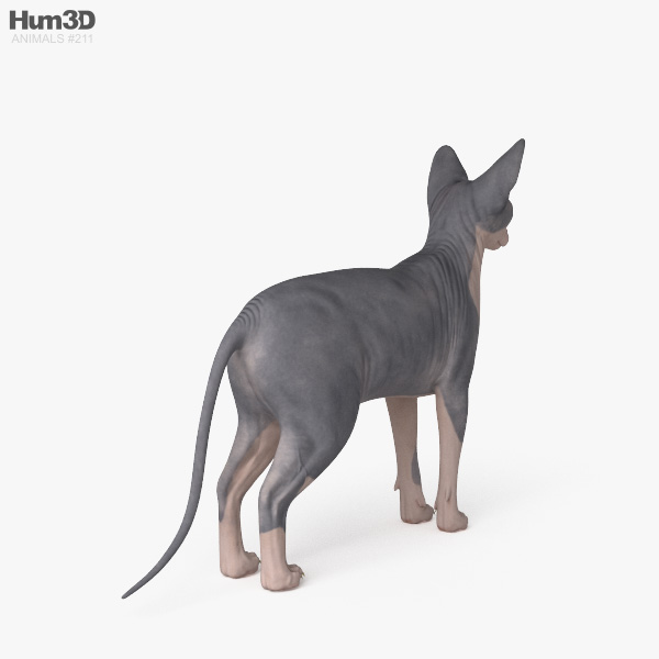 Animated Sphynx Cat 3D model - Download Mammals on 3DModels.org