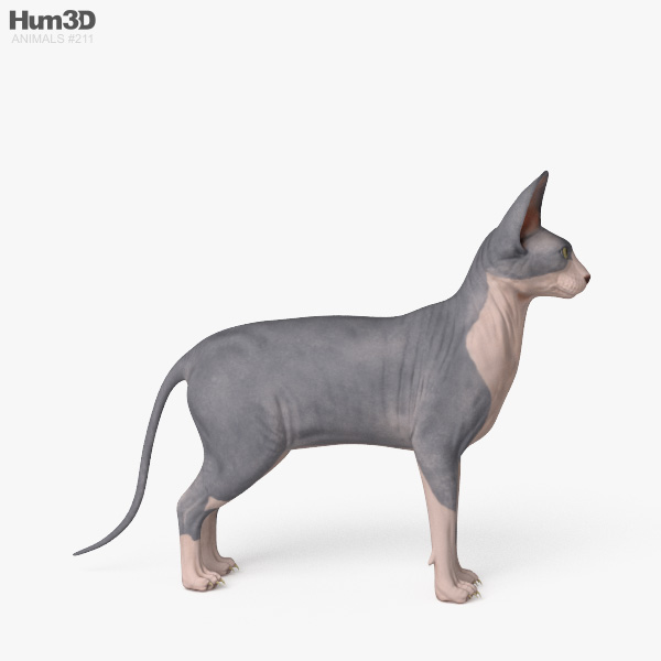 Animated Sphynx Cat 3D model - Download Mammals on 3DModels.org