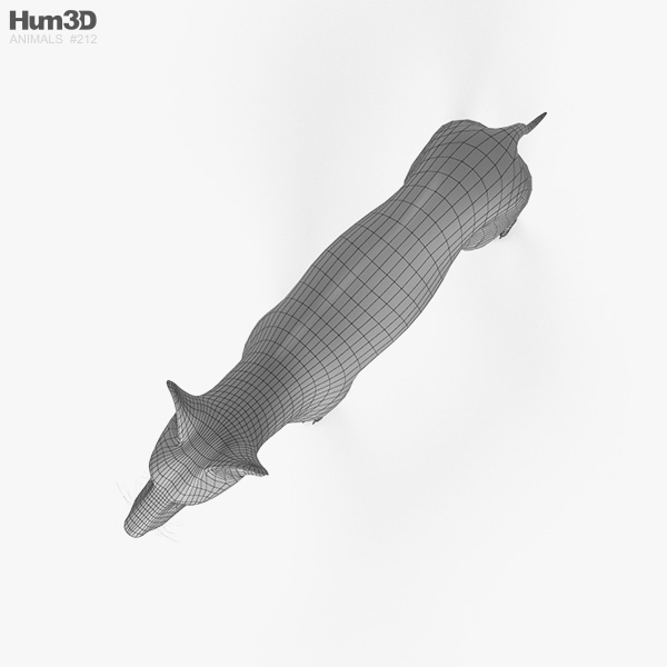 Animated Coyote 3D model - Download Mammals on 3DModels.org