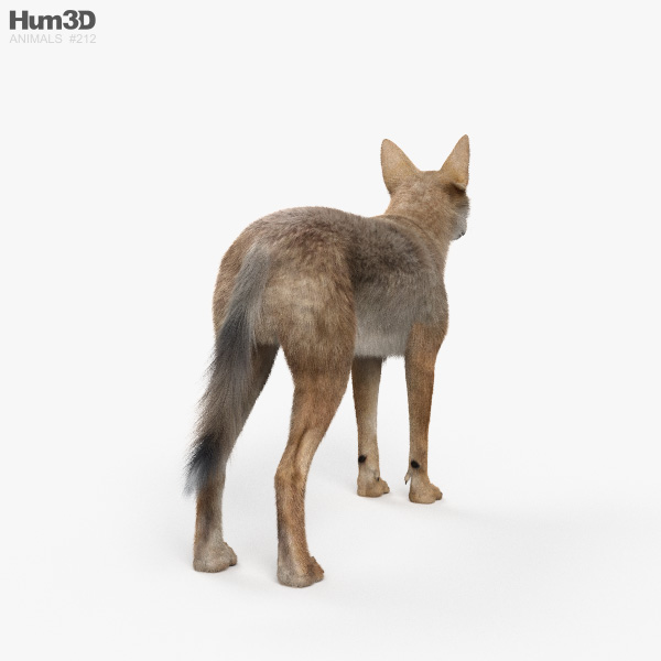 Animated Coyote 3D model - Download Mammals on 3DModels.org