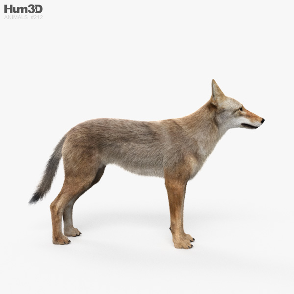 Animado Coyote Modelo 3D - Descargar Mammalia activado 3DModels.org