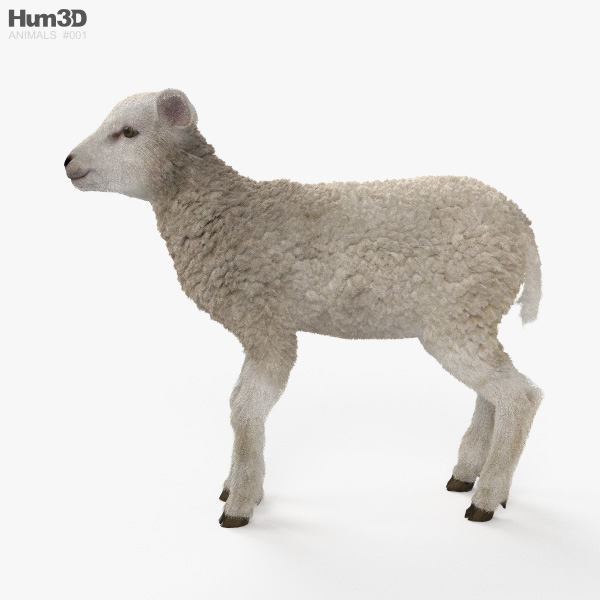 Animated Lamb 3D model - Download Mammals on 3DModels.org