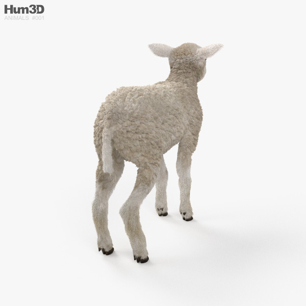 Animated Lamb 3D model - Download Mammals on 3DModels.org
