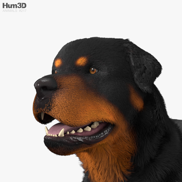 Animated Rottweiler 3D model - Download Mammals on 3DModels.org