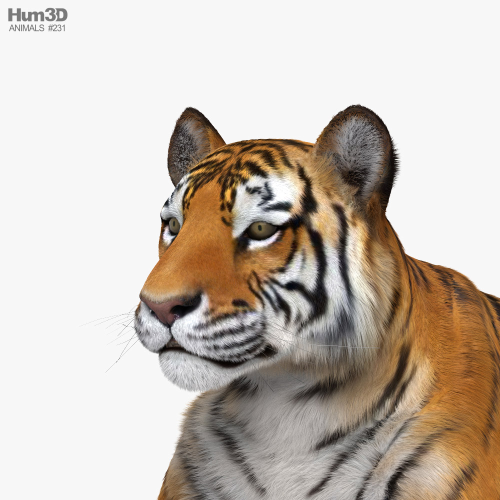 Lying Tiger 3D model - Download Mammals on 3DModels.org