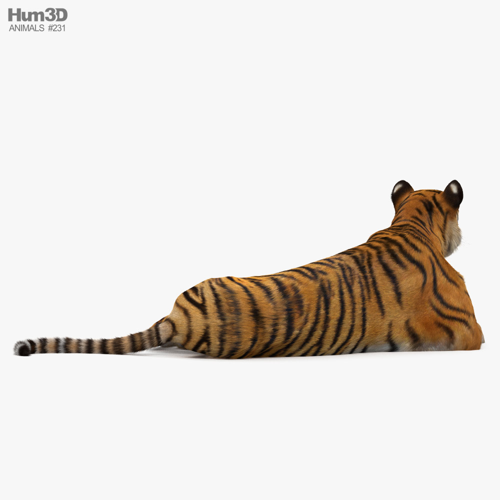 Lying Tiger 3D model - Download Mammals on 3DModels.org