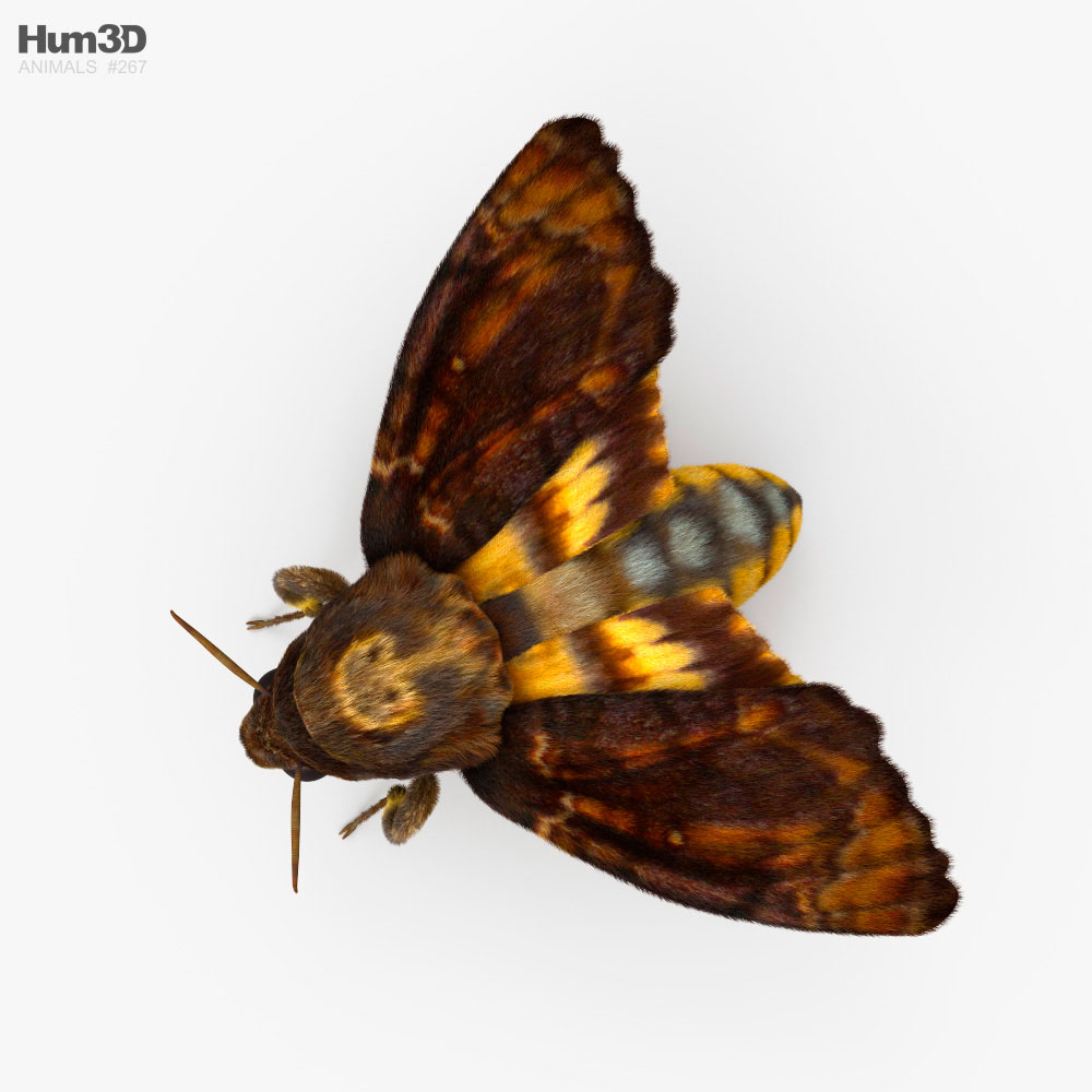 Death’s-Head Hawkmoth 3D model - Download Insects on 3DModels.org
