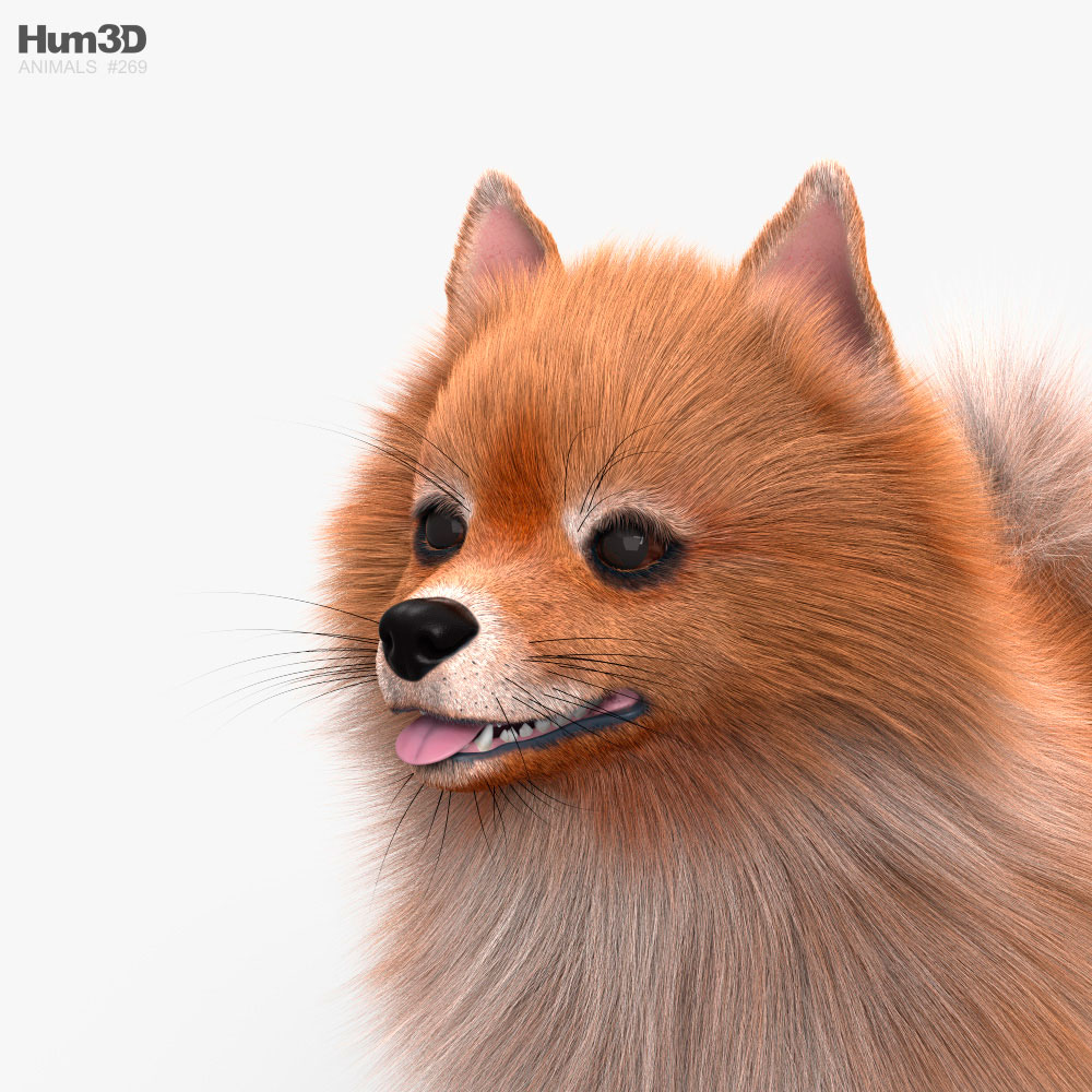 Animated Pomeranian Dog 3D model - Download Mammals on 3DModels.org