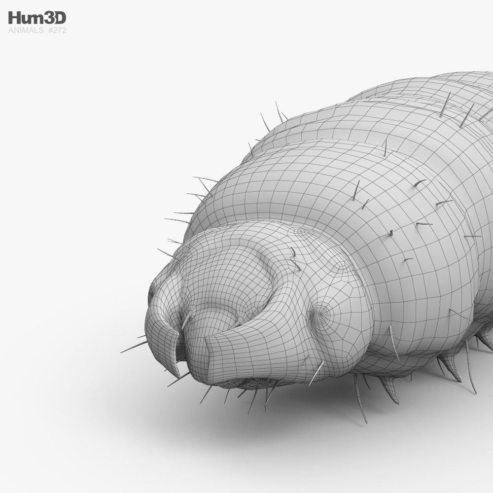 Maggot 3D model - Download Insects on 3DModels.org