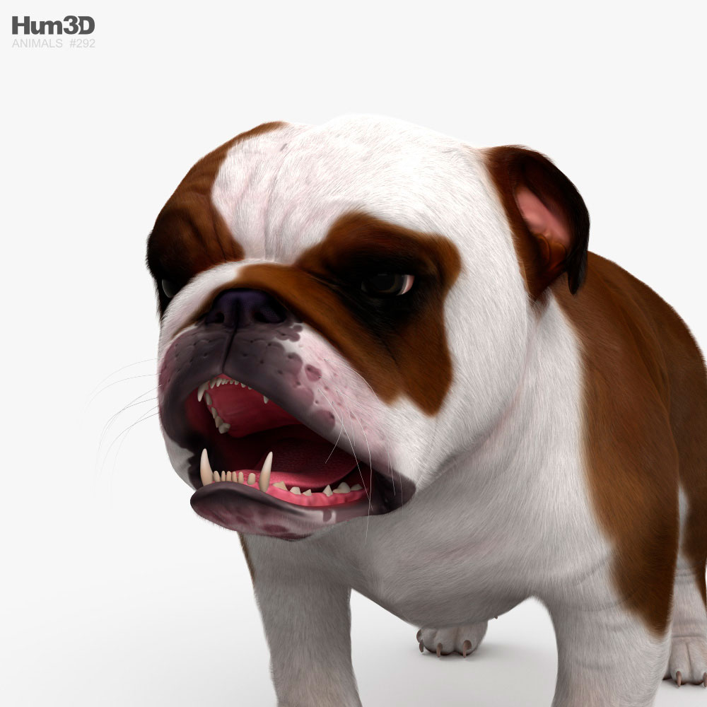Animated English Bulldog 3D model - Download Mammals on 3DModels.org