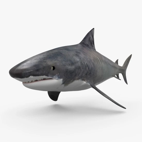 Shark 3D Models Download - 3DModels.org