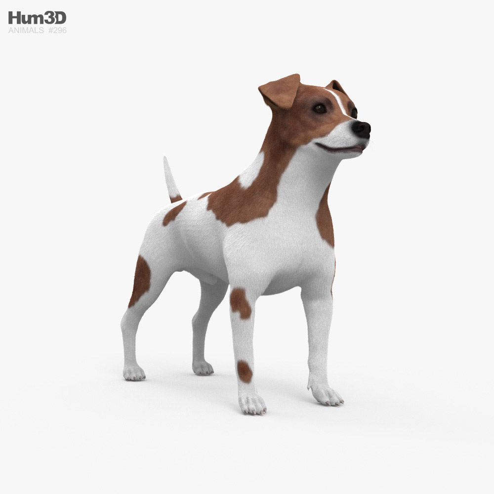 Jack Russell Terrier 3D model - Download Mammals on 3DModels.org