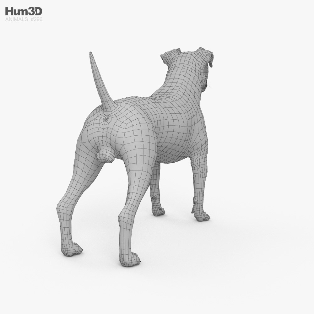 Jack Russell Terrier 3D model - Download Mammals on 3DModels.org